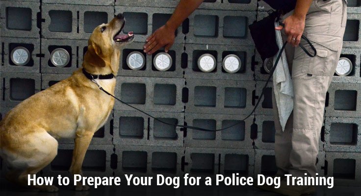 Police Dog Training: Preparing Your Dog Effectively - The USA Leaders