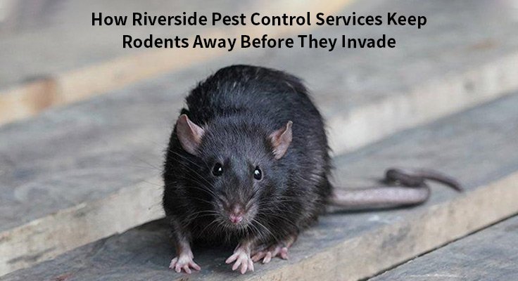 Riverside Pest Control Services for Your Home